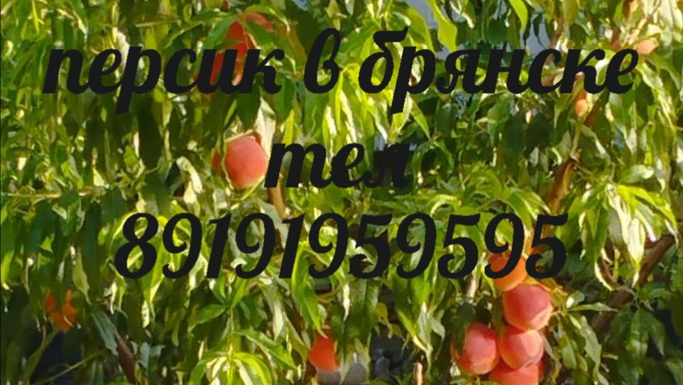 10 августа обзор персиков .