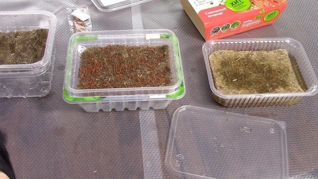 Волгоград. Февраль 2026 г. Сажаем микрозелень