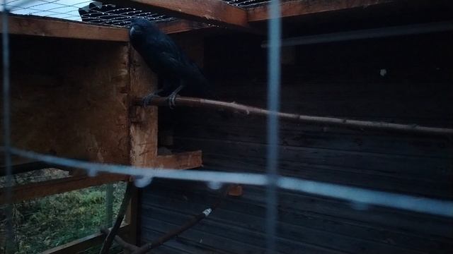 Ворон Гриша 30 октября, с праздником