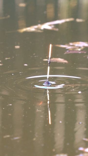 Все ждут этого ?