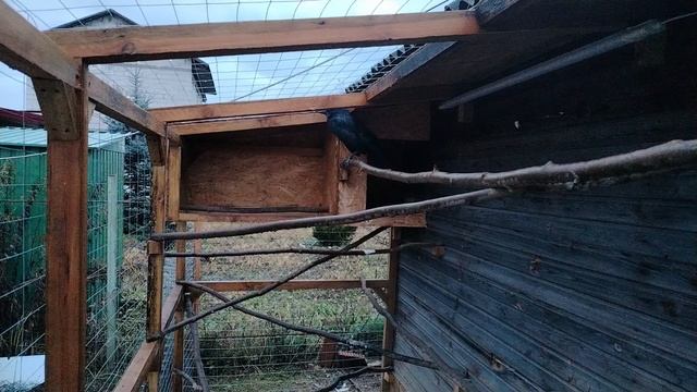 Ворон Гриша 29 октября, с праздником