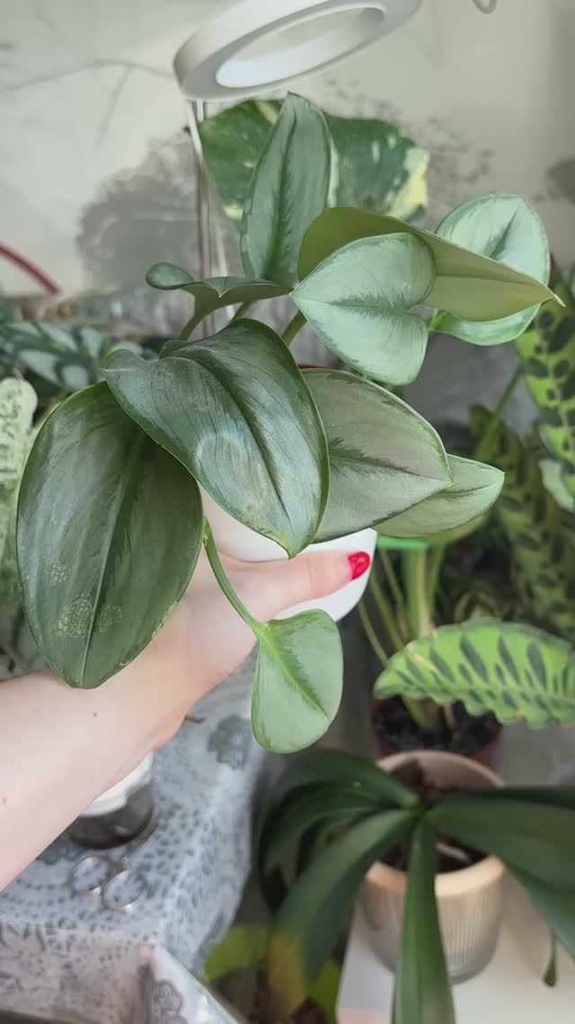 Сциндапсус Мун лайт | Scindapsus treubii Moonlight