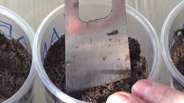 Правила выращивания рассады