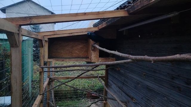 Ворон Гриша 22 октября, с праздником