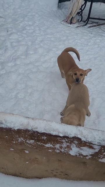 Производство I Цех I Собаки I Обзор I Новости I Видео Блог I Собаки в дар с предприятия