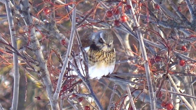 Дрозд - рябинник