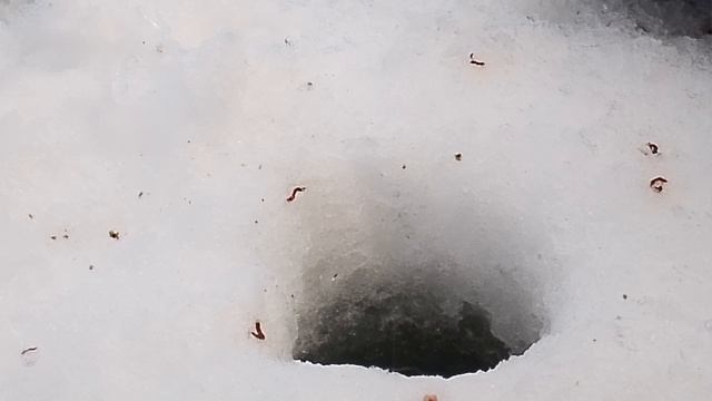 Маленько порыбачил на мормышку с мотылем🎣 Наживка мотыль и тесто. Прикормка Стерля (Сыр).