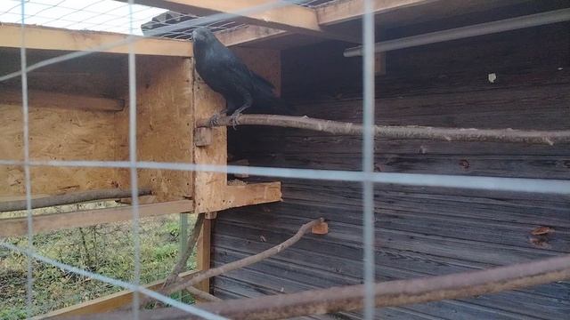 Ворон Гриша 27 октября, с праздником