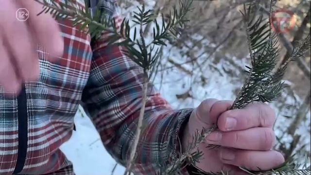 «По Уссурийскому краю». Как отличить ель от пихты.