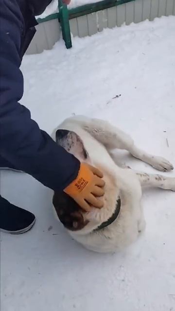 Очаровательная САО Юлька 🌸 ищет 🏠❗Пост в описании  🎥 #собака #алабай #овчарка #любовь #счастье