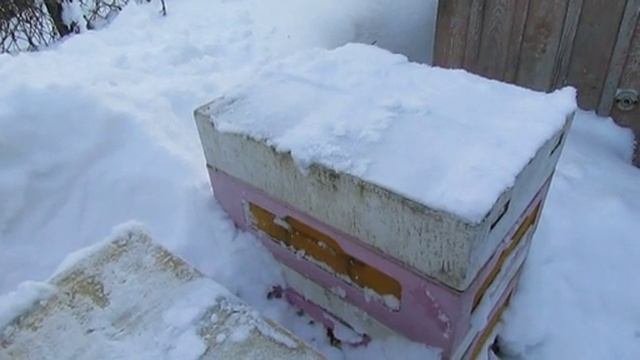 февраль, зимняя подкормка пчел, сироп не берут, даю канди , обновление , прошло 4 дня, 21.02.2026