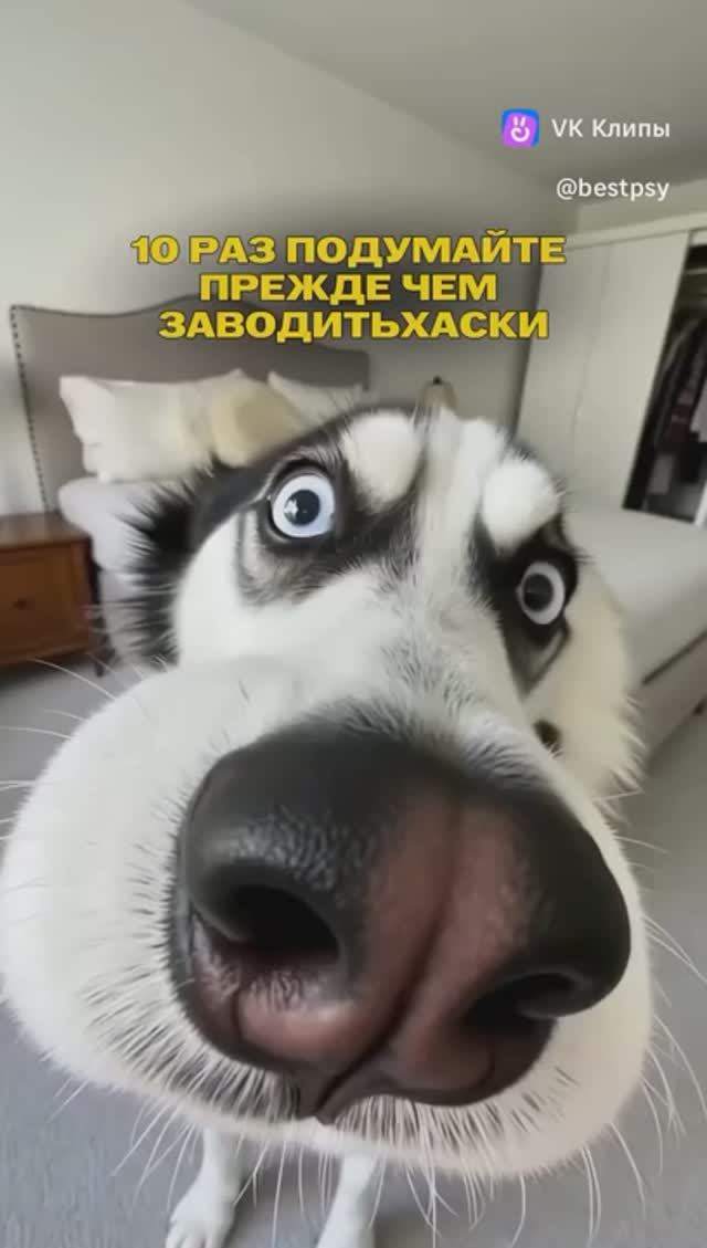 10 раз подумайте, прежде чем заводить Хаски