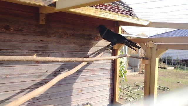 Ворон Гриша