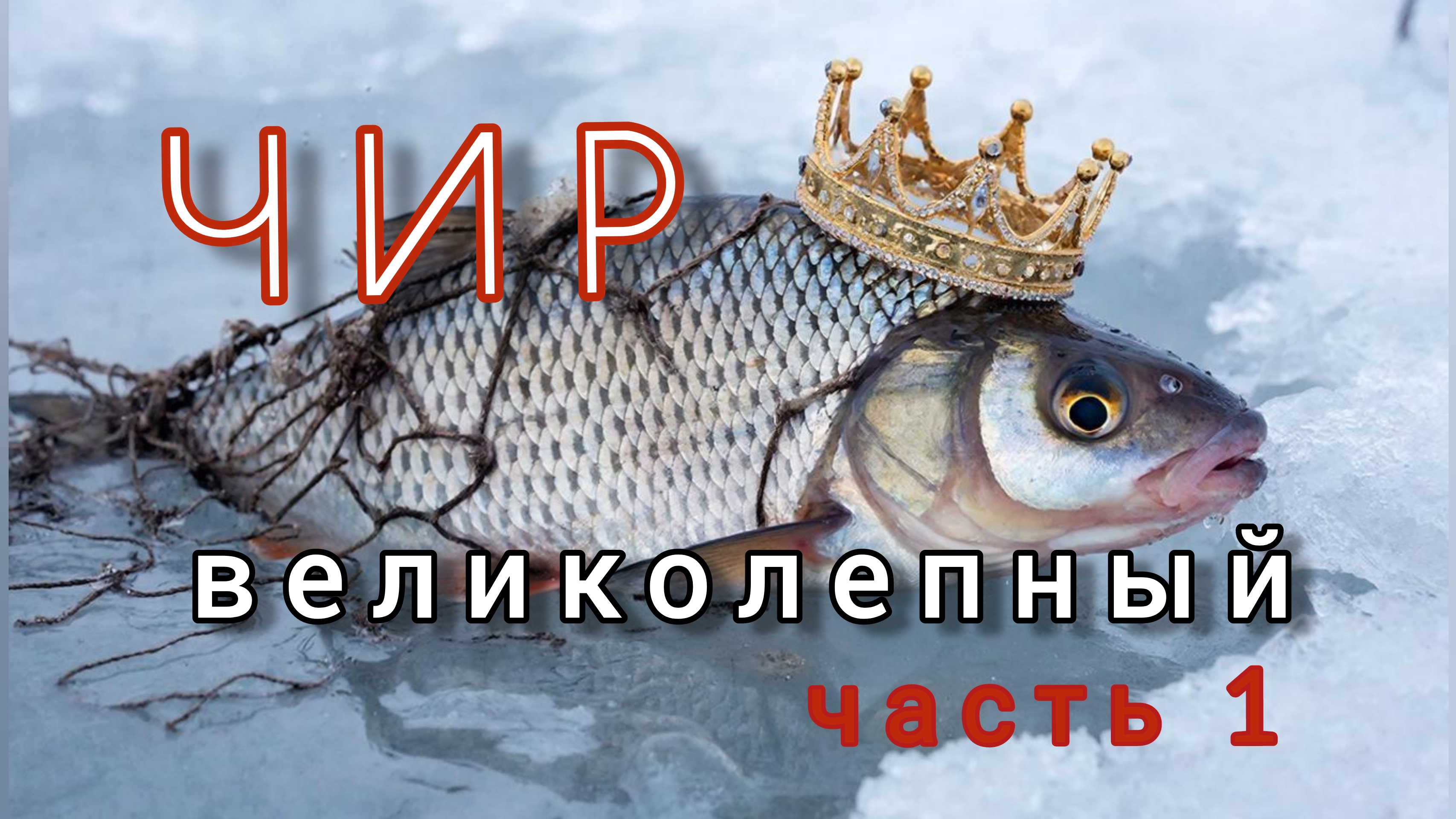 Чир великолепный Часть 1. Блюда из замечательной северной рыбы. #чир #северная рыба