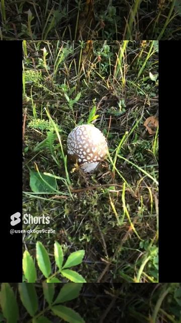 Ленобласть. Хвойное. 20.08.2024. Мухомор пантерный. Динамика роста- утром и в обед