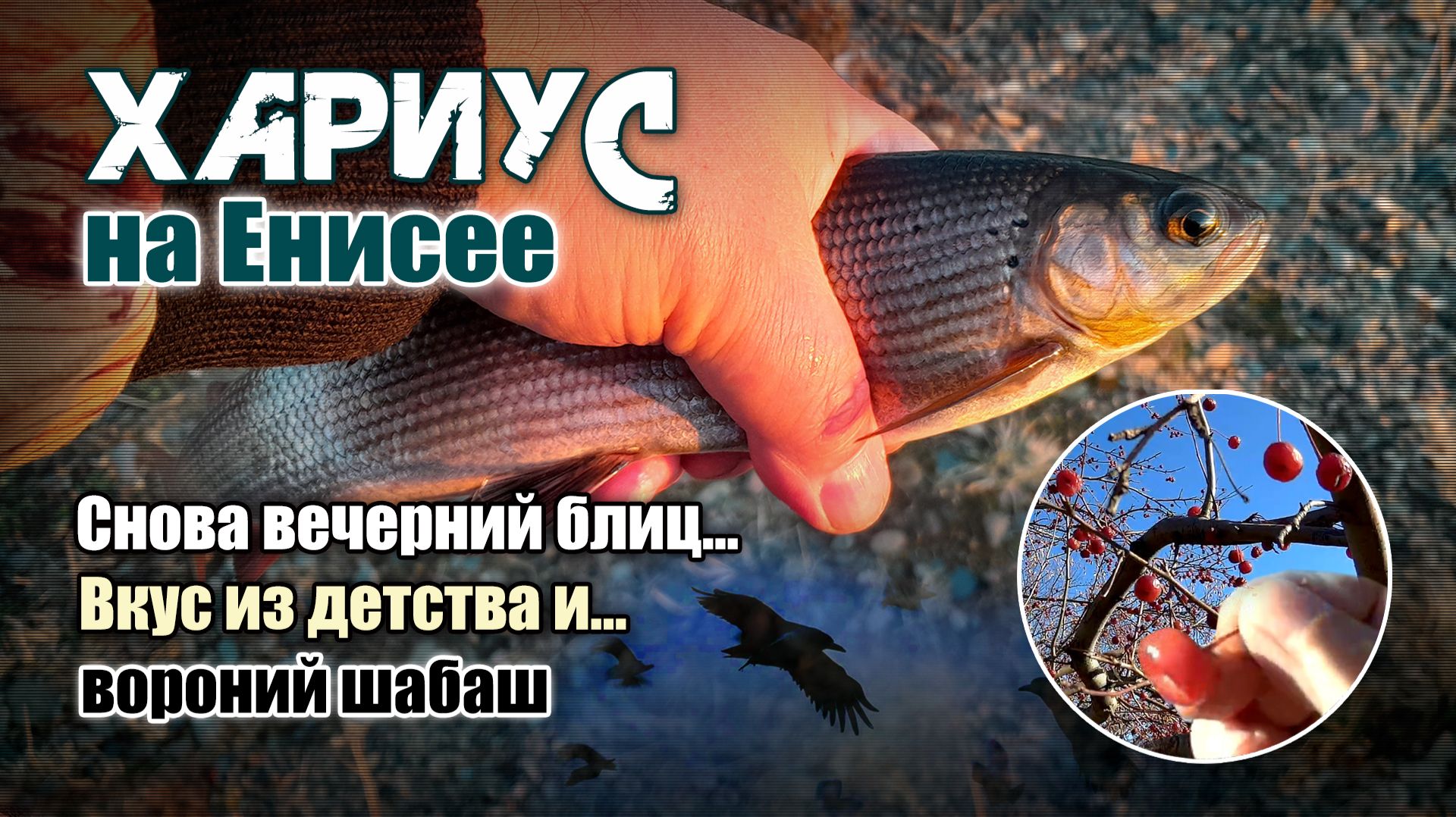 Хариус на Енисее. Снова вечерний блиц. Вкус из детства и.. вороний шабаш.