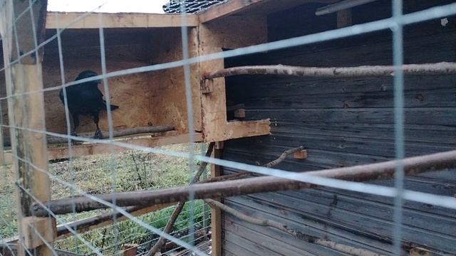 Ворон Гриша 21 октября, с праздником