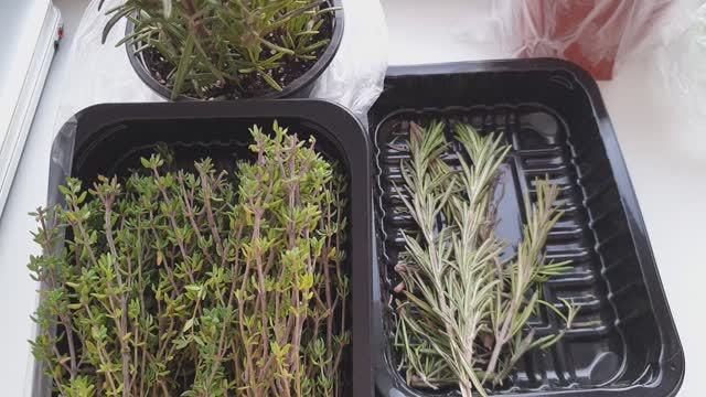 Тимьян (Чабрец) и Розмарин размножение черенками. Как вырастить без хлопот.