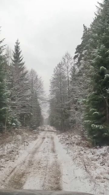 Зимняя лесная дорога #shorts #winterroad #forestroad  #metaldetecting #finds