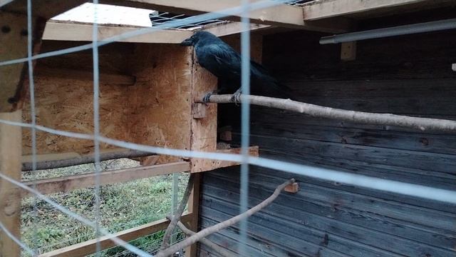 Ворон Гриша 23 октября, с праздником