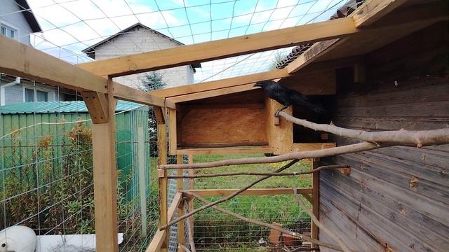 Ворон Гриша 28 сентября, не опубликованое