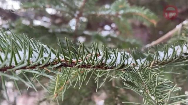 «По Уссурийскому краю». Про ель.