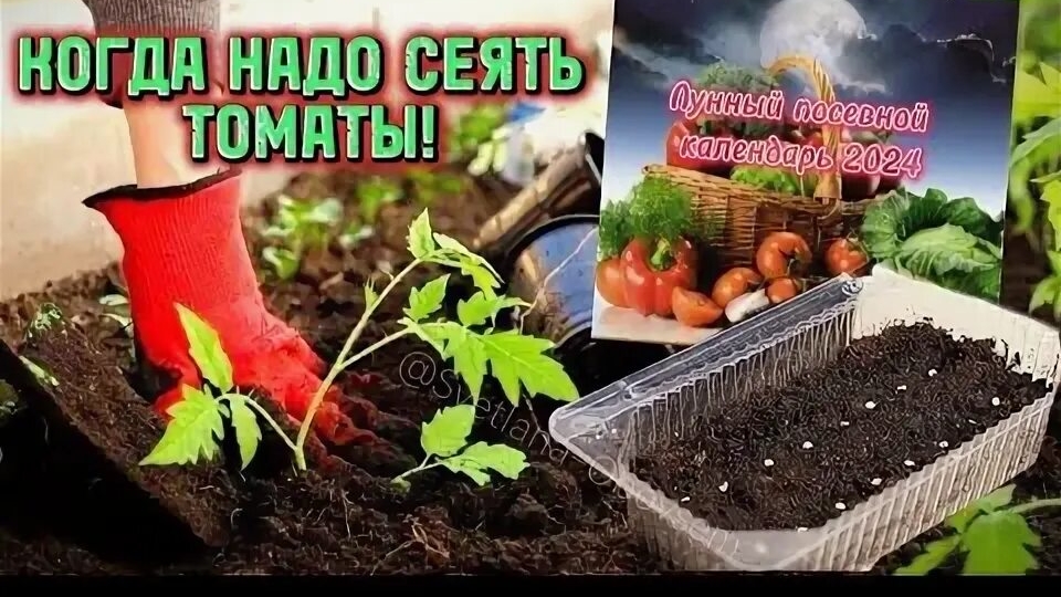 Когда сеять томаты на рассаду🤔Сроки посева помидор на рассаду