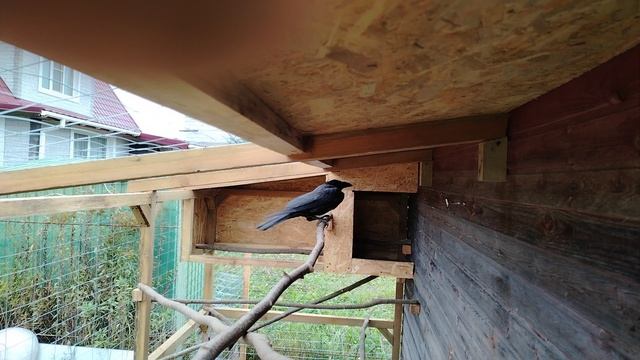 Ворон Гриша 27 сентября, с праздником