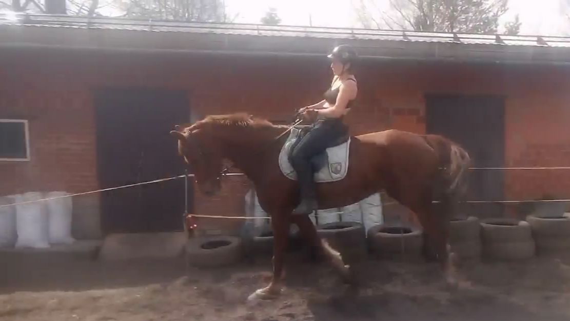 Лошадь должна упражняться ежедневно