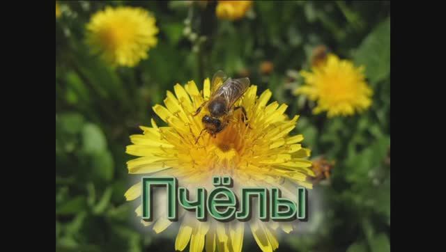 Пчёлы