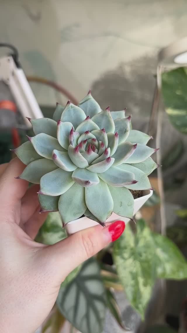 Эхеверия Парва Линсиана | Echeveria Parva Lindsayana - как выглядит растение (обзор сорта)