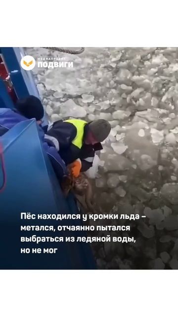 Калининградские моряки вызволили собаку из ледяного плена