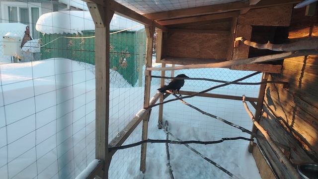 Ворон Гриша 21 февраля, вечереет