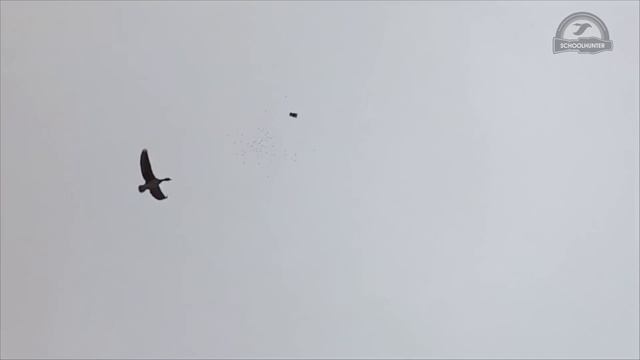 Охота на гуся на юге России/ Тестируем новые манки