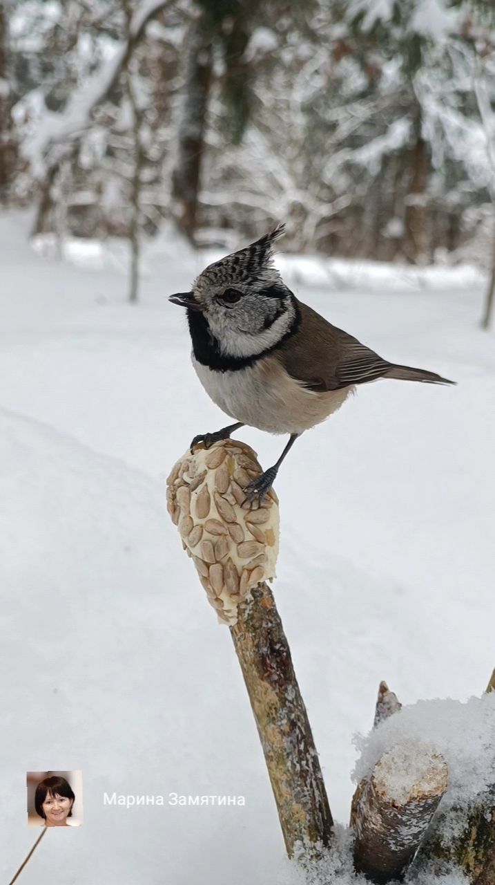 Сливочное масло для птичек.