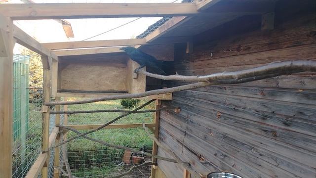 Ворон Гриша 26 сентября, с праздником