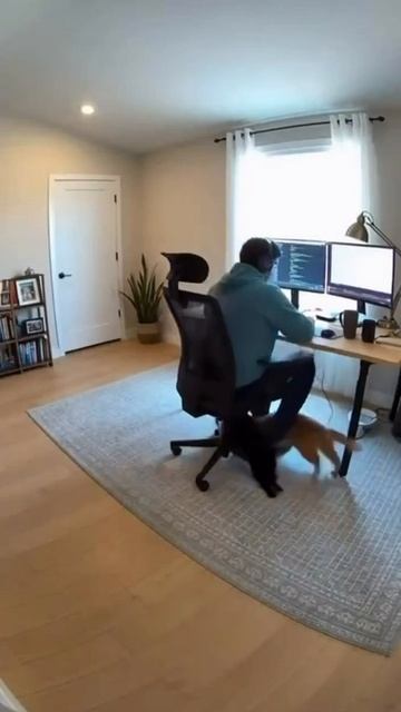 Обычное утро удаленщика кошатника