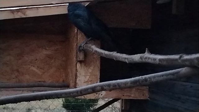 Ворон Гриша 31 октября, с праздником