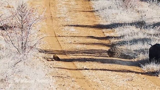 100 ЛУЧШИХ ВЫСТРЕЛОВ: Охота на кабана 2026, от которой СТЫНЕТ КРОВЬ! 🐗🎯