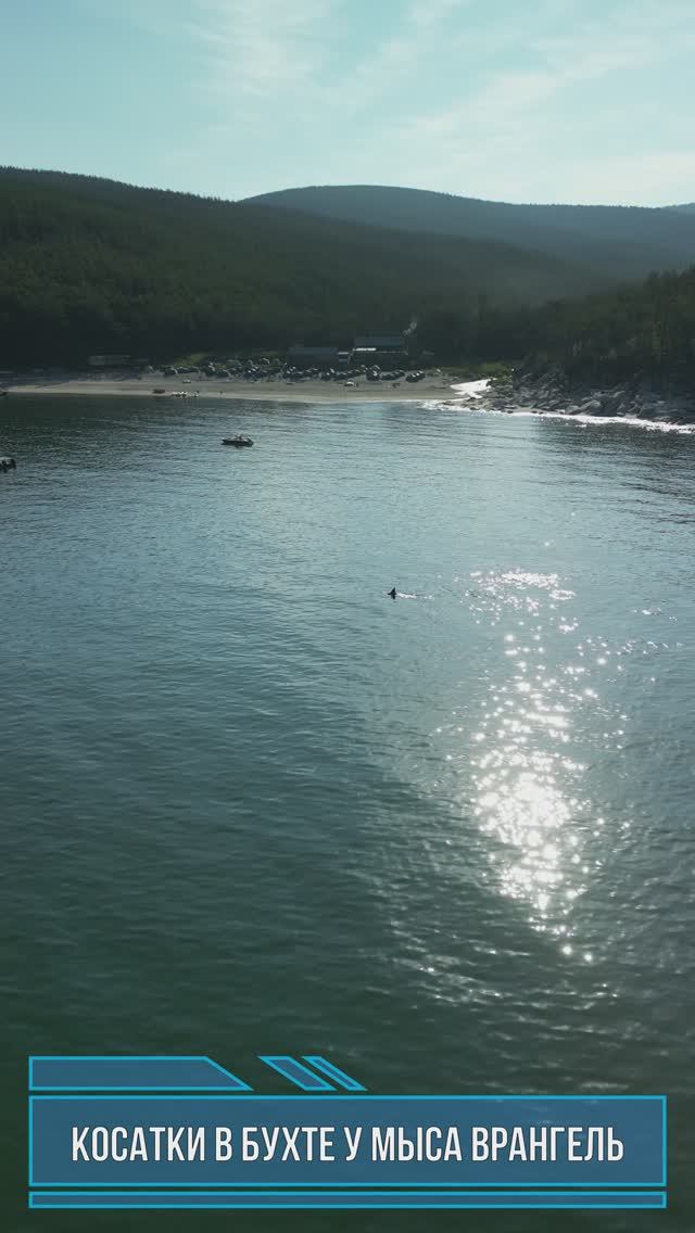 Косатки в бухте у мыса Врангель