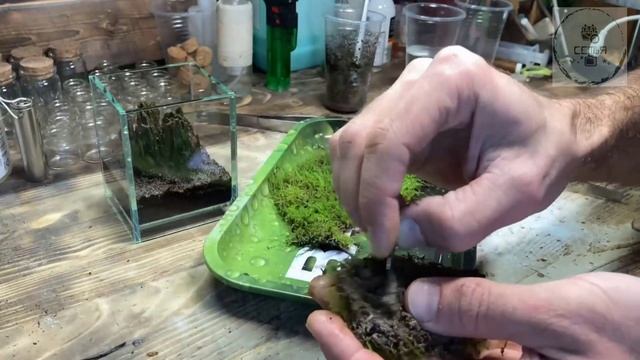 ИЗ МИНИ ПЕНЬКА делаем флорариум