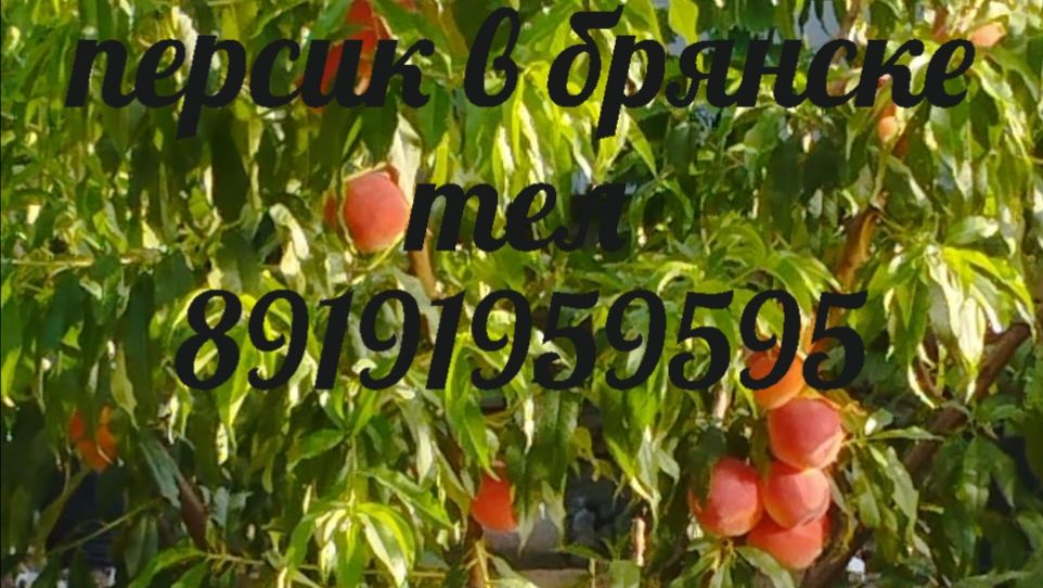 27 июля обзор персика