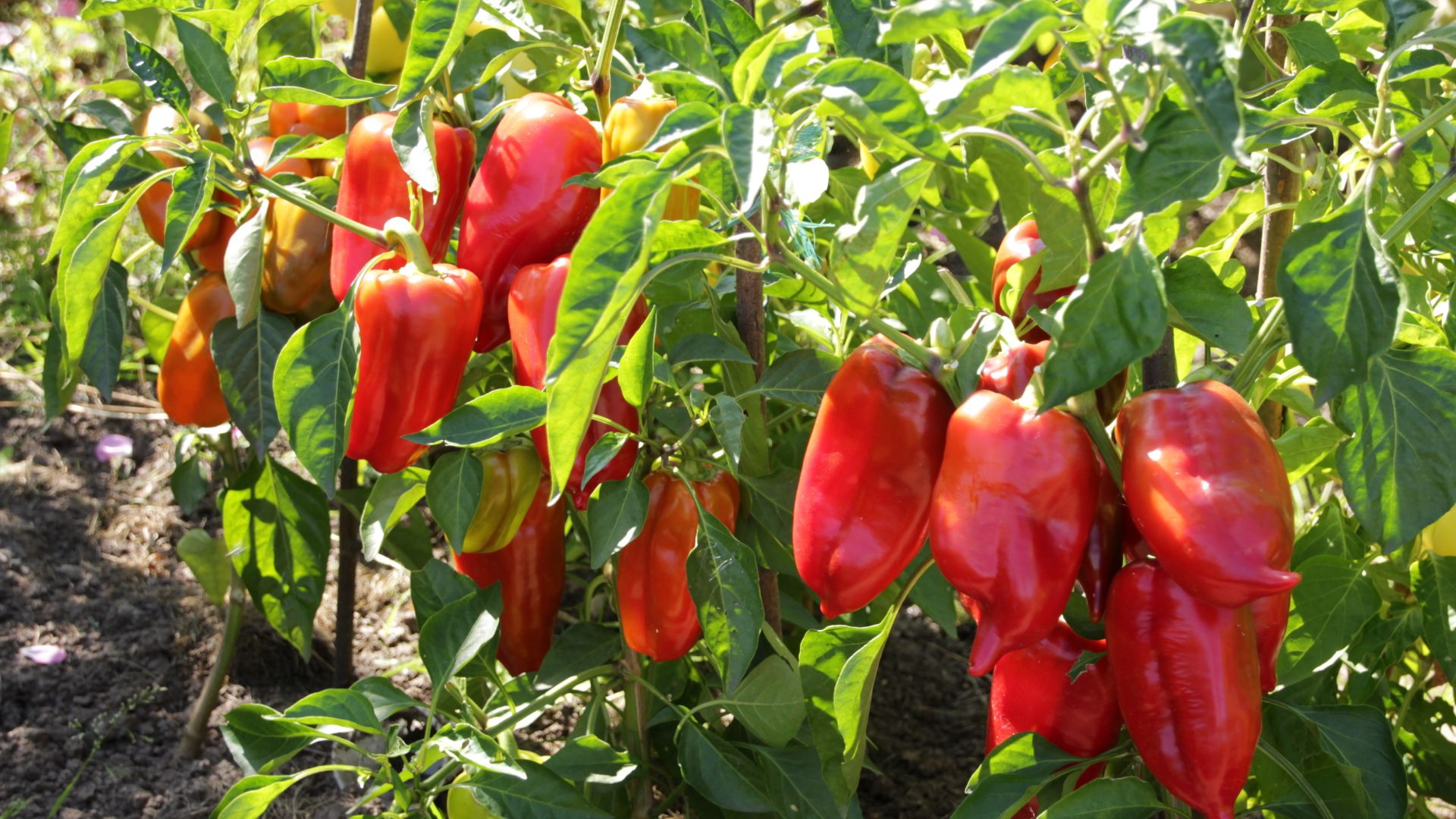 Перец. Что с посевами