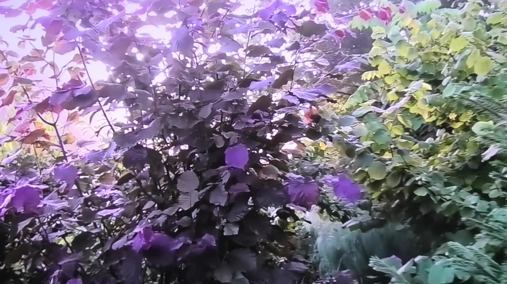 15-21 02 26гдача фундук академик Яблоков-характеристика