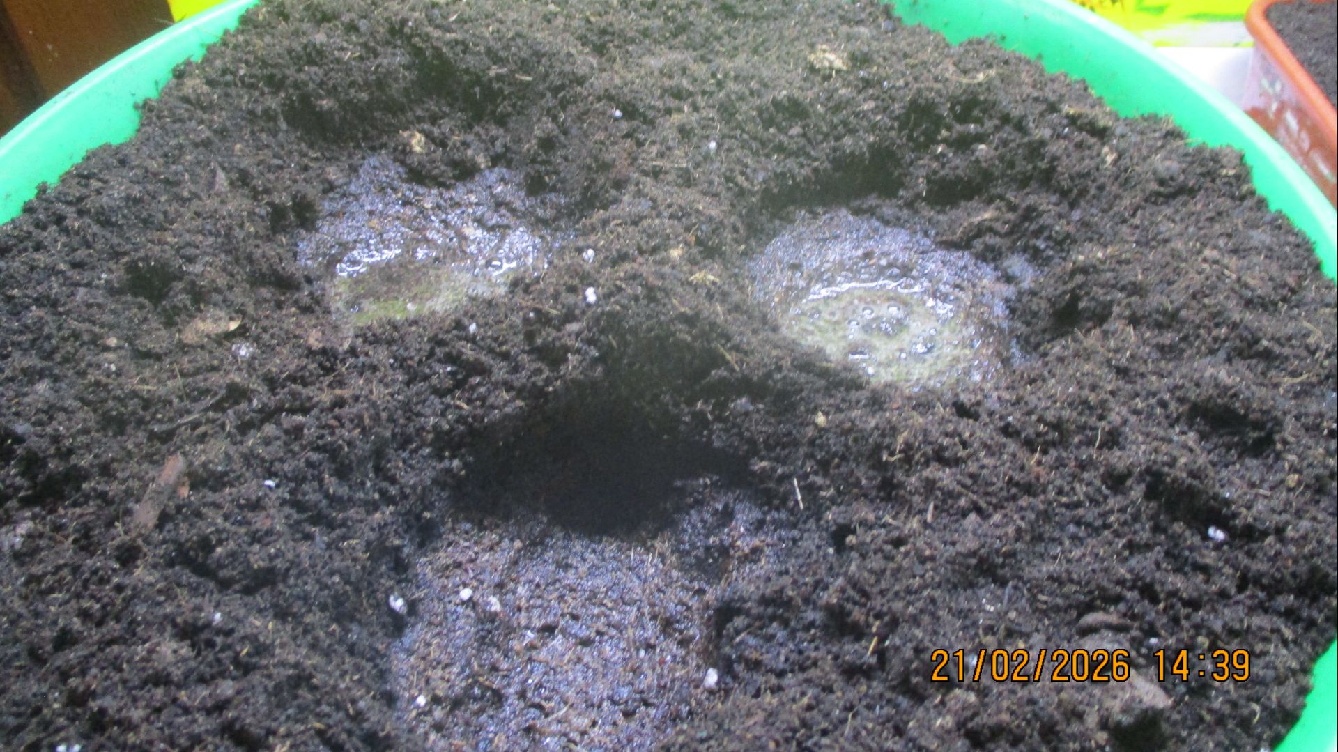 ПОСЕВЫ 2026-22. Увлажнение грунта. Важно найти ЗОЛОТУЮ СЕРЕДИНУ.