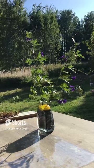 Ленобласть. Хвойное. 21.08.2024. Дача. Букет из растения Борец(другое название Аконит Флерова)