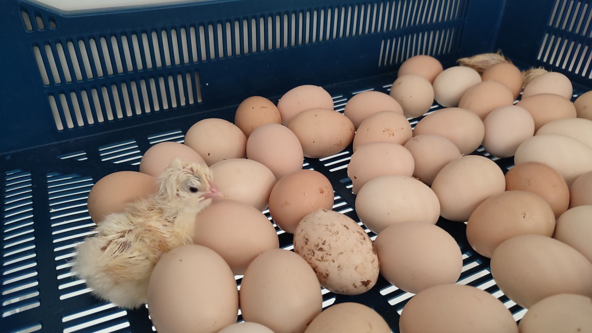 А у нас пополнение. Дневник за 21 февраля