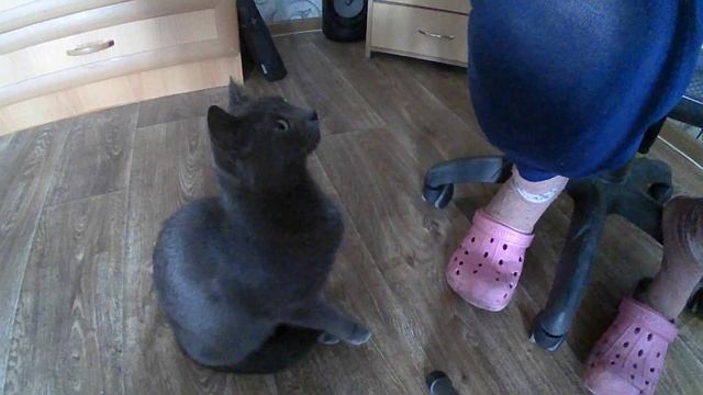 Мыфка попрошайка