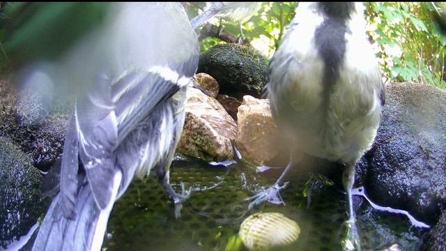 Поилка и кормушка для птиц / Фотоловушка в саду