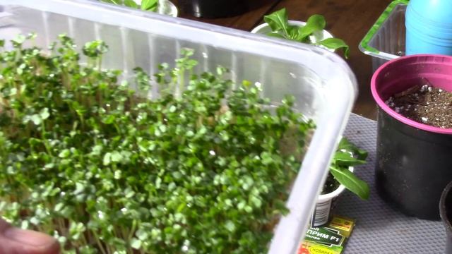 Волгоград. Февраль 2026 г. Петуния Тайдал и Опера. Пересадка в более объемные емкости.